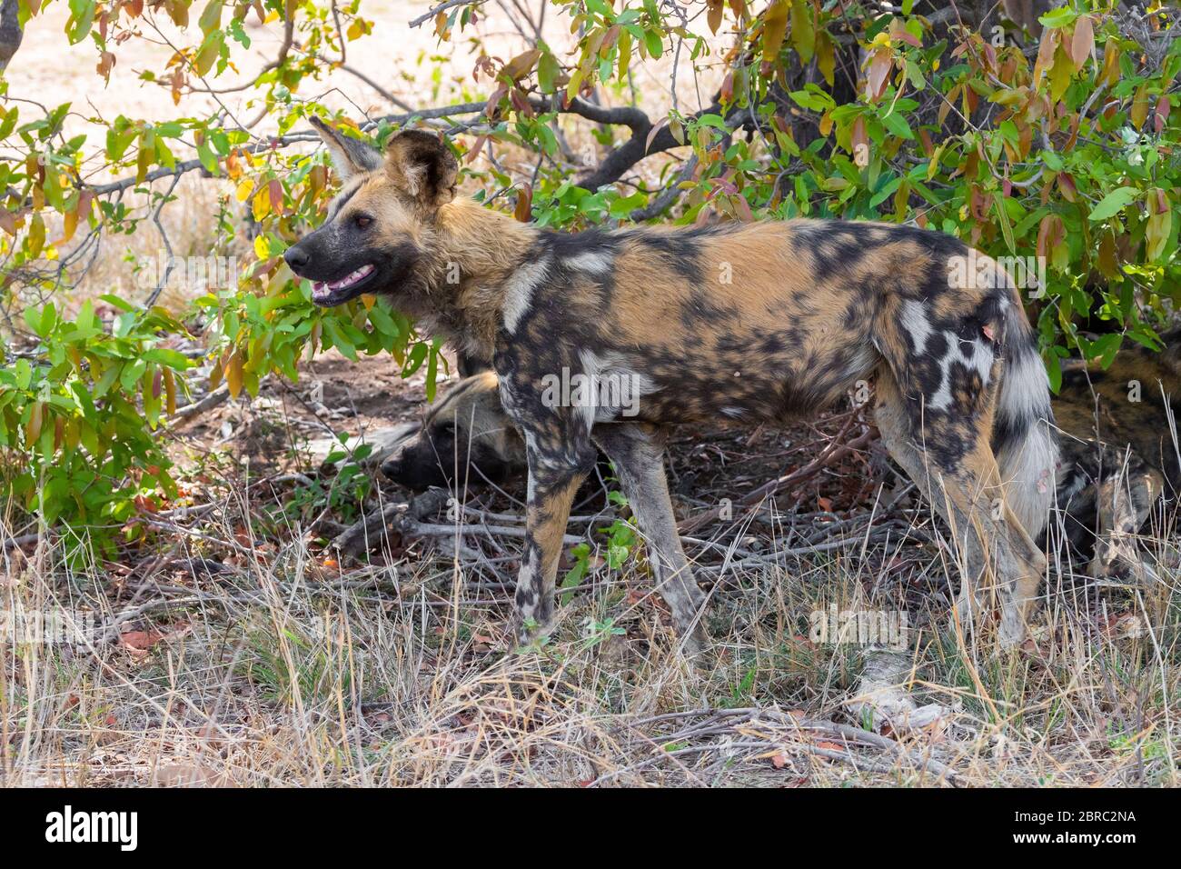 Wild Dog (Lycaon pictus), side view of an adult female, Mpumalanga ...