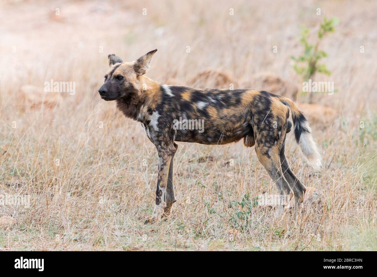 Male African Wild Dog