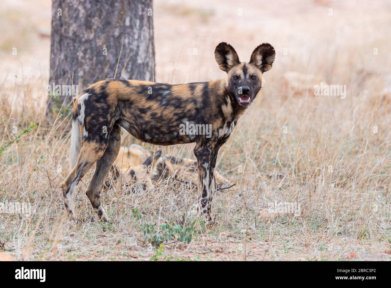 Wild Dog (Lycaon pictus), side view of an adult female, Mpumalanga ...