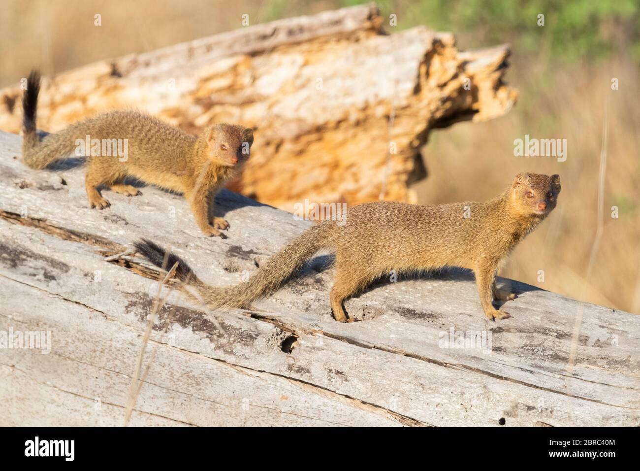 Slender Mongoose (Galerella sanguinea), two adults standing on an old ...