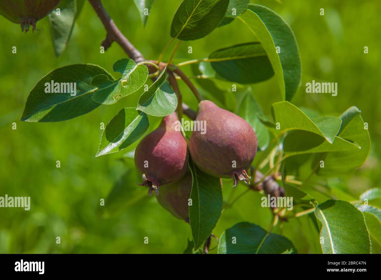 Tree brench hi-res stock photography and images - Alamy