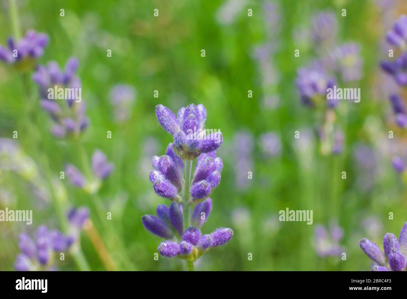 Lavanda Flower With Others Blurred in Background Stock Photo - Alamy