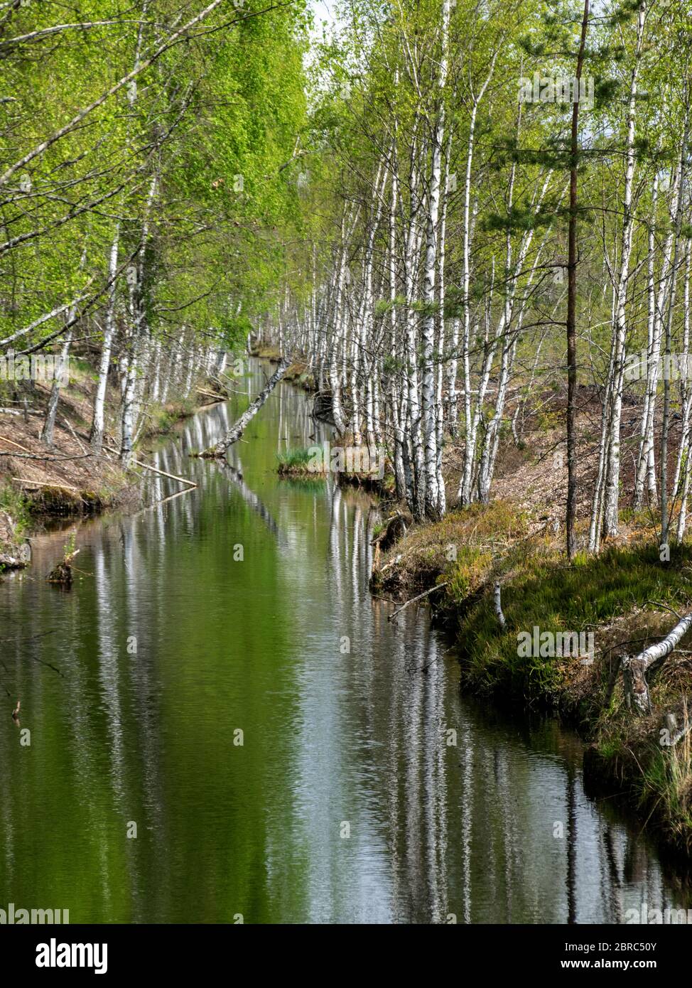 landscape with a swamp ditch, white birches along the edges, swamp ...