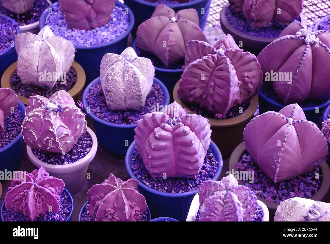 Pop art surreal style potted round shaped mini succulent plants in ...