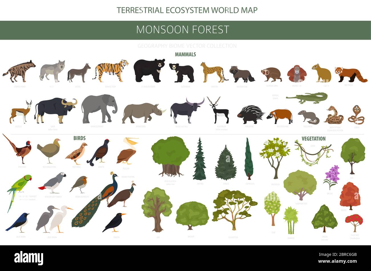 Monsoon forest biome, natural region infographic. Terrestrial ecosystem ...