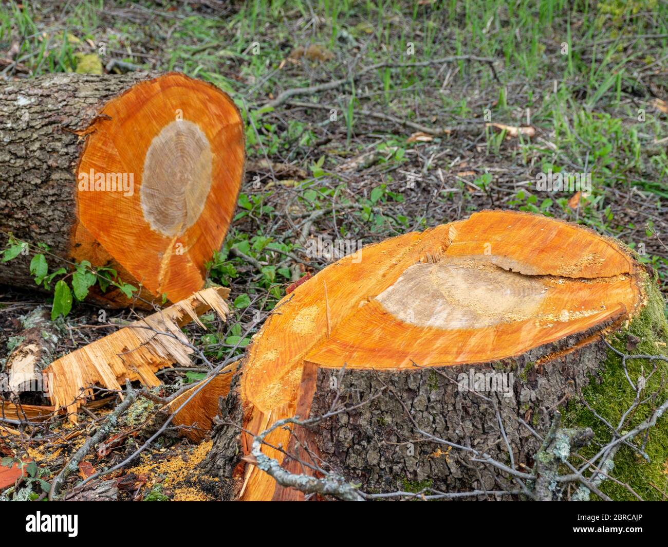 picture with cut wood tree section with cracks and annual rings, flat ...
