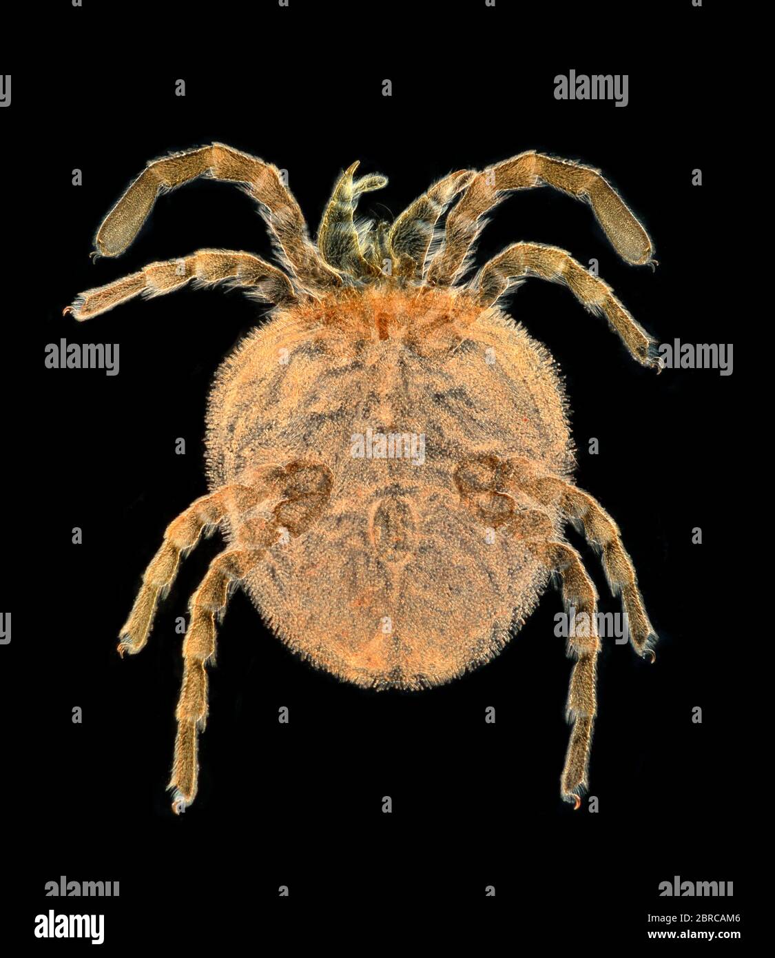 Soil mite hi-res stock photography and images - Alamy