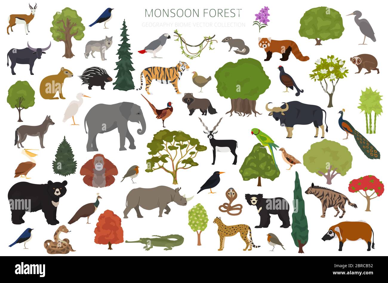 Monsoon forest biome, natural region infographic. Terrestrial ecosystem ...