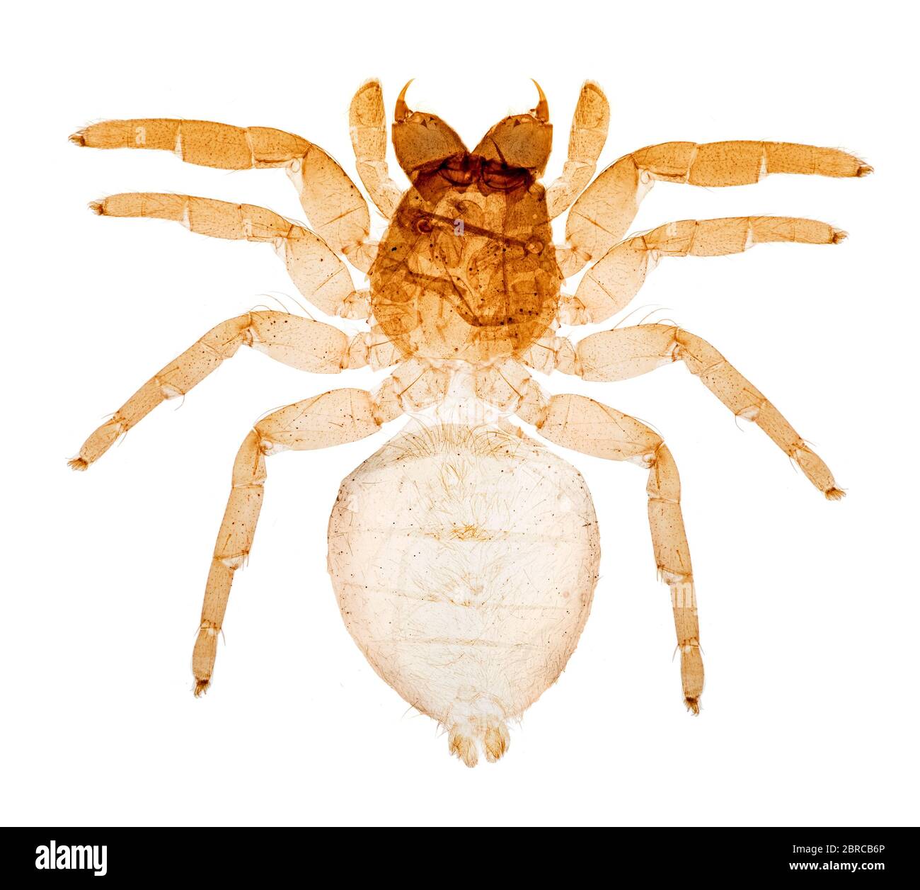 Chelicerae with fangs hi-res stock photography and images - Alamy