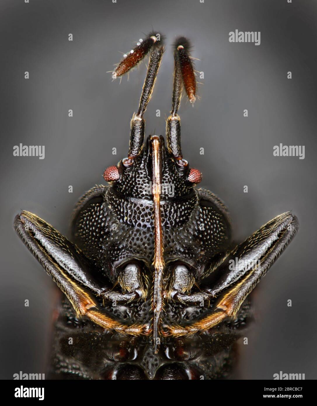 Macro portrait, Grassland bug, Drymus sylvaticus (Lygaeidae) a common ...