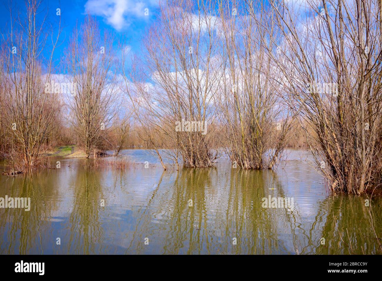 Flooded trees in bright sunny spring day after rain flood, high water ...