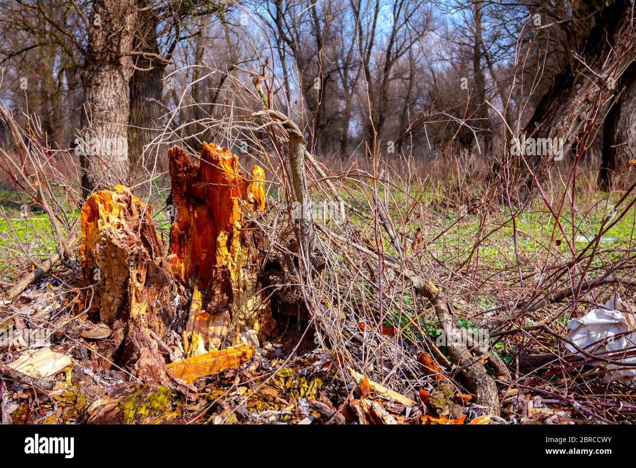 Broken rotten tree and green grass in the forest in early spring time ...