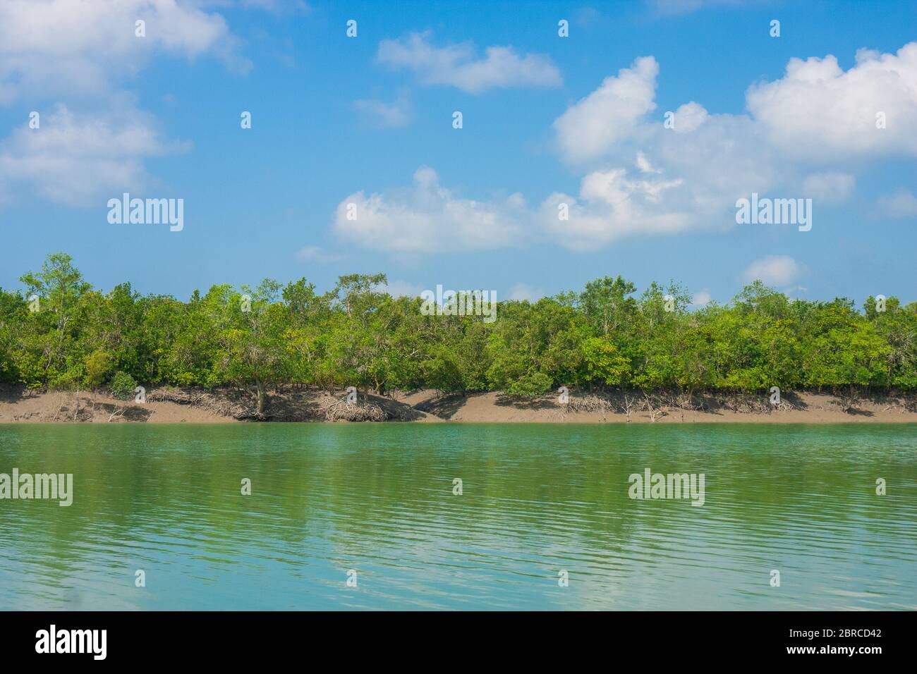 Beautiful landscape of Sundarbans that shows a river and mangrove trees ...