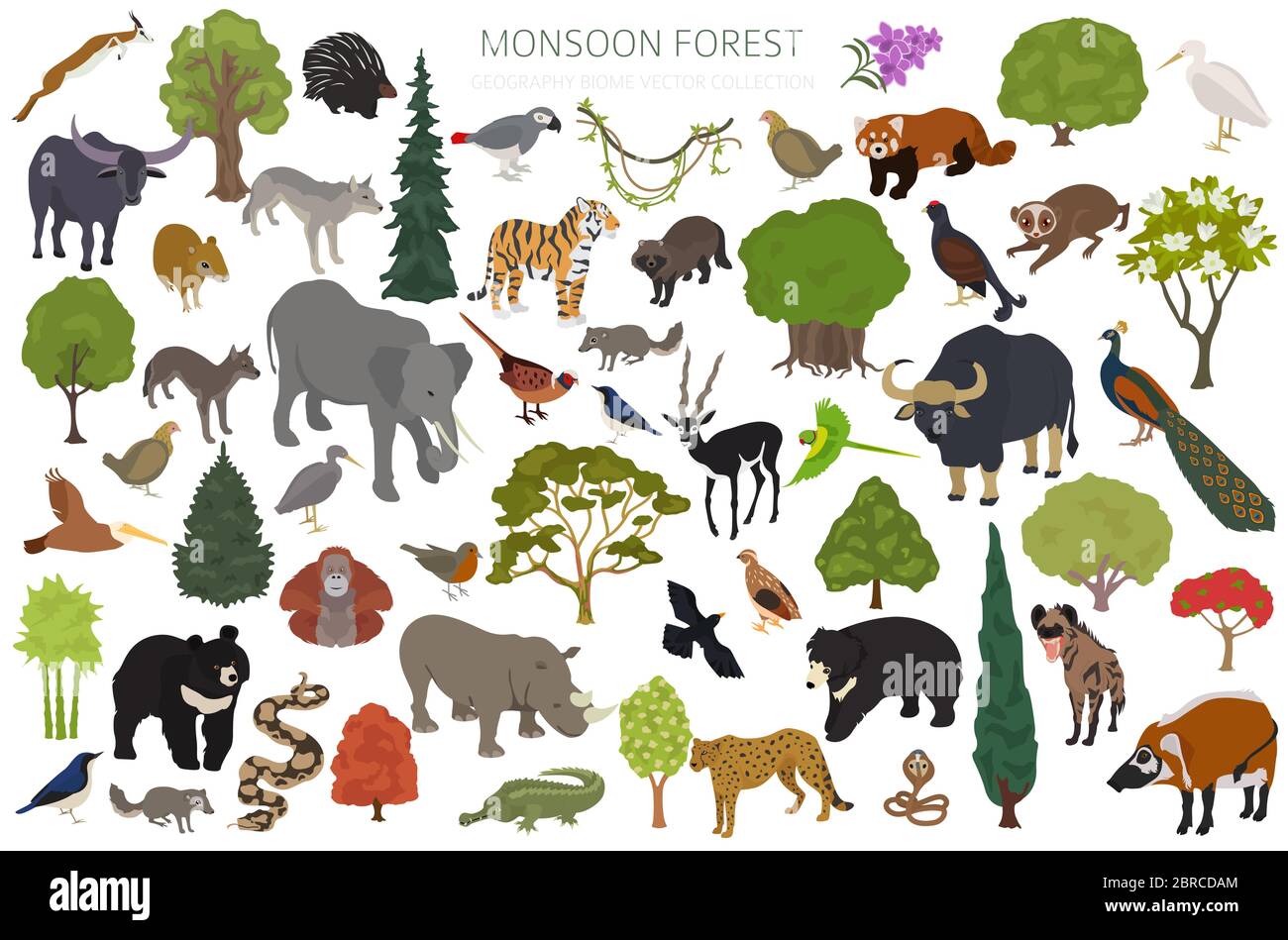 Monsoon forest biome, natural region infographic. Terrestrial ecosystem ...