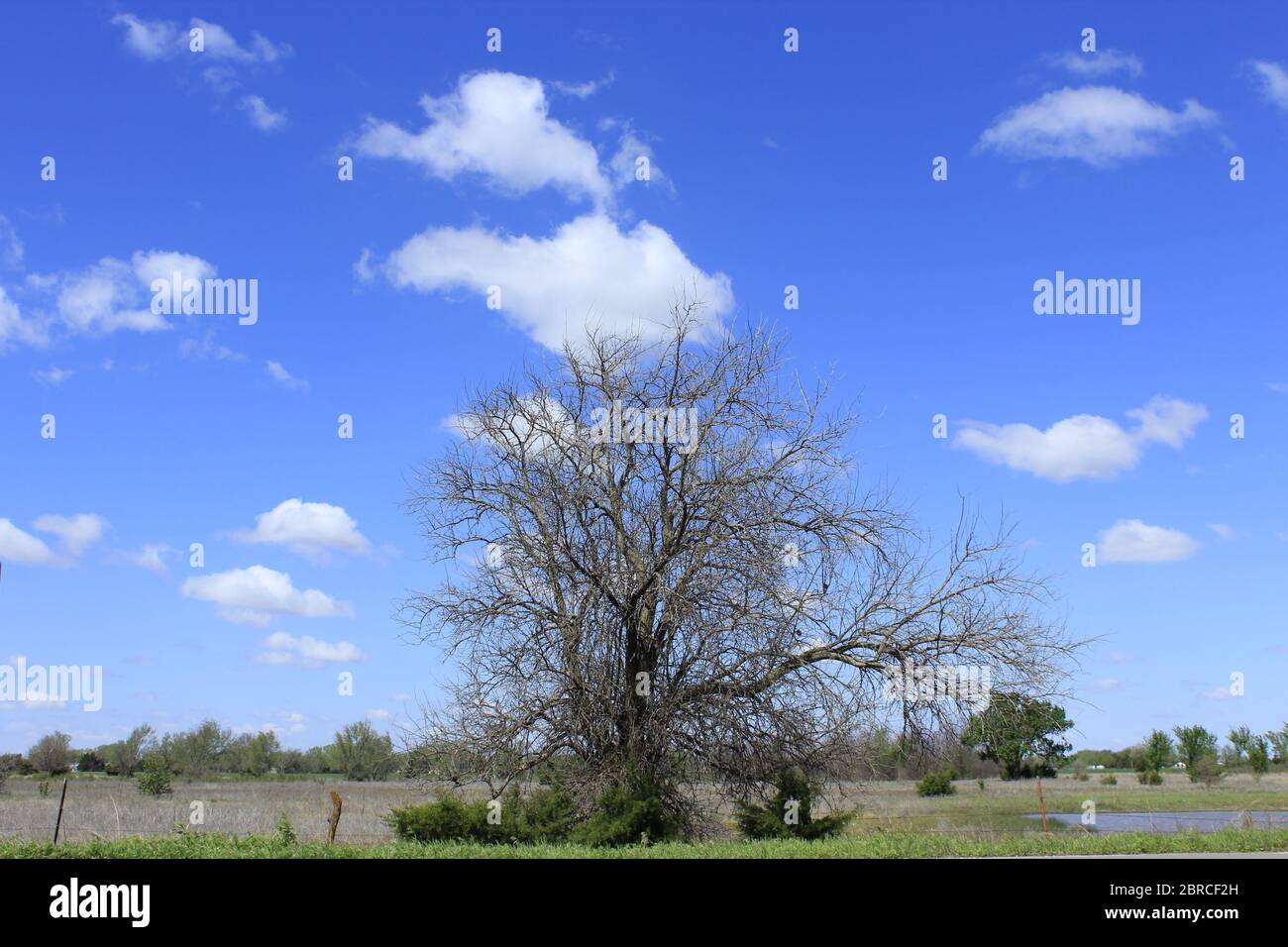 Kansas tree in a pasture with blue sky and white clouds Stock Photo - Alamy