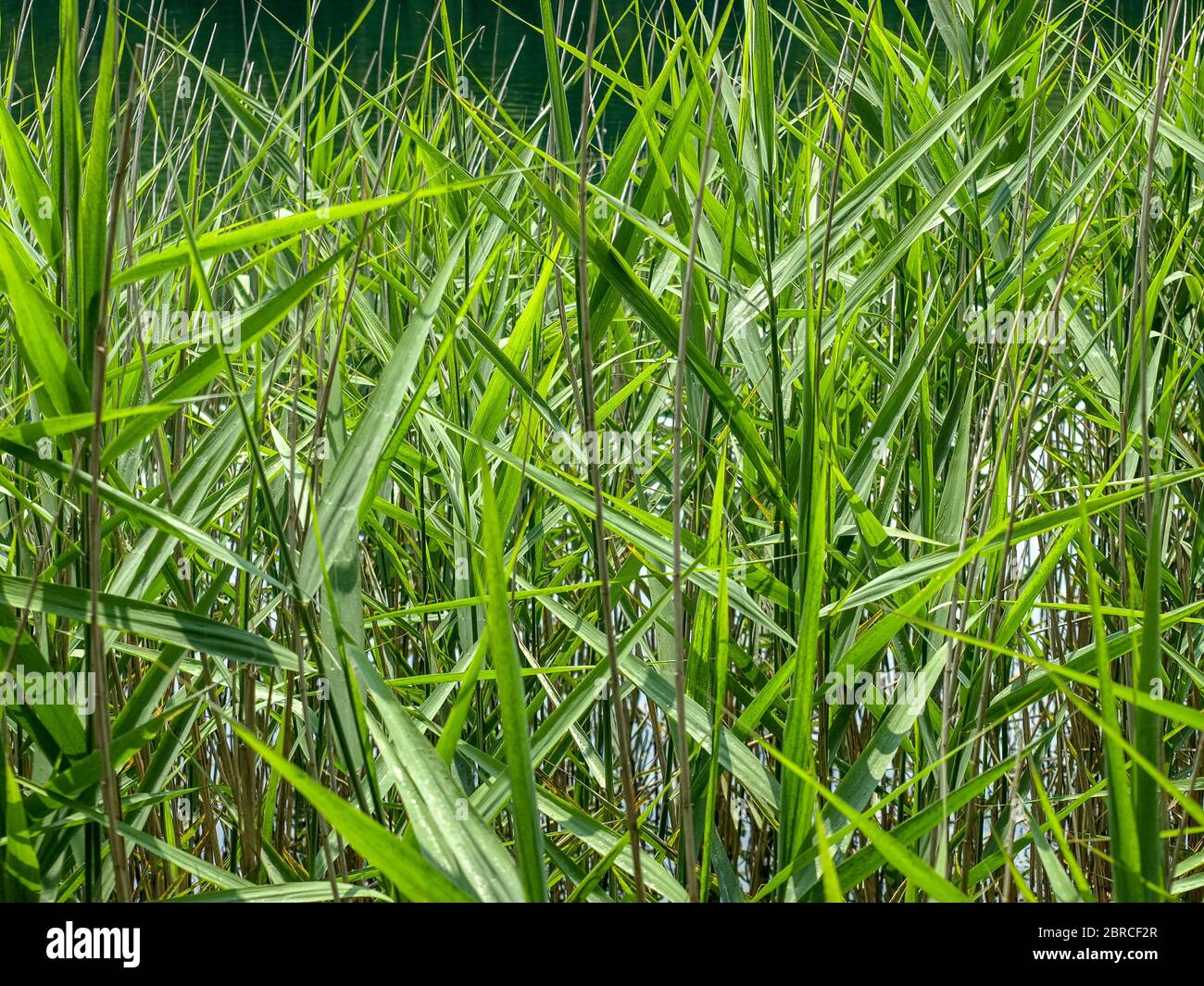 picture with bright green leaves, green reed texture Stock Photo - Alamy