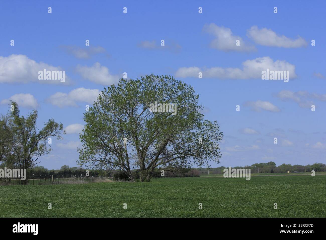 Kansas Countryside with a green wheat field and tree with blue sky ...