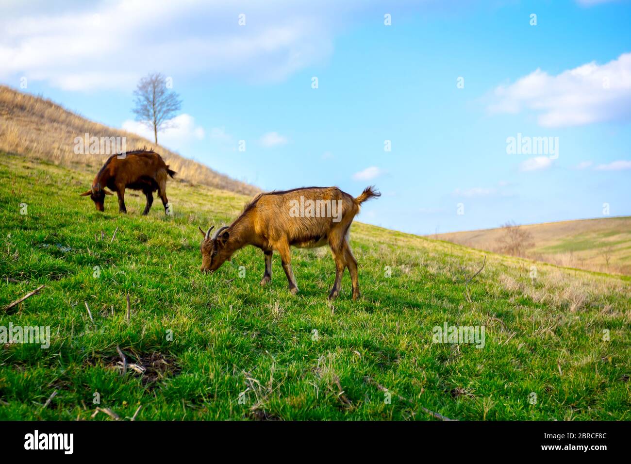 Herd of domestic goats are grazing grass at sunny green landscape Stock ...