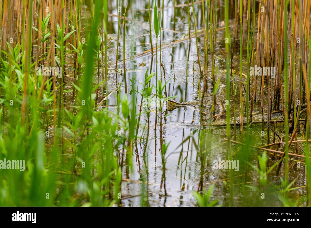 Reed Bank High Resolution Stock Photography and Images - Alamy