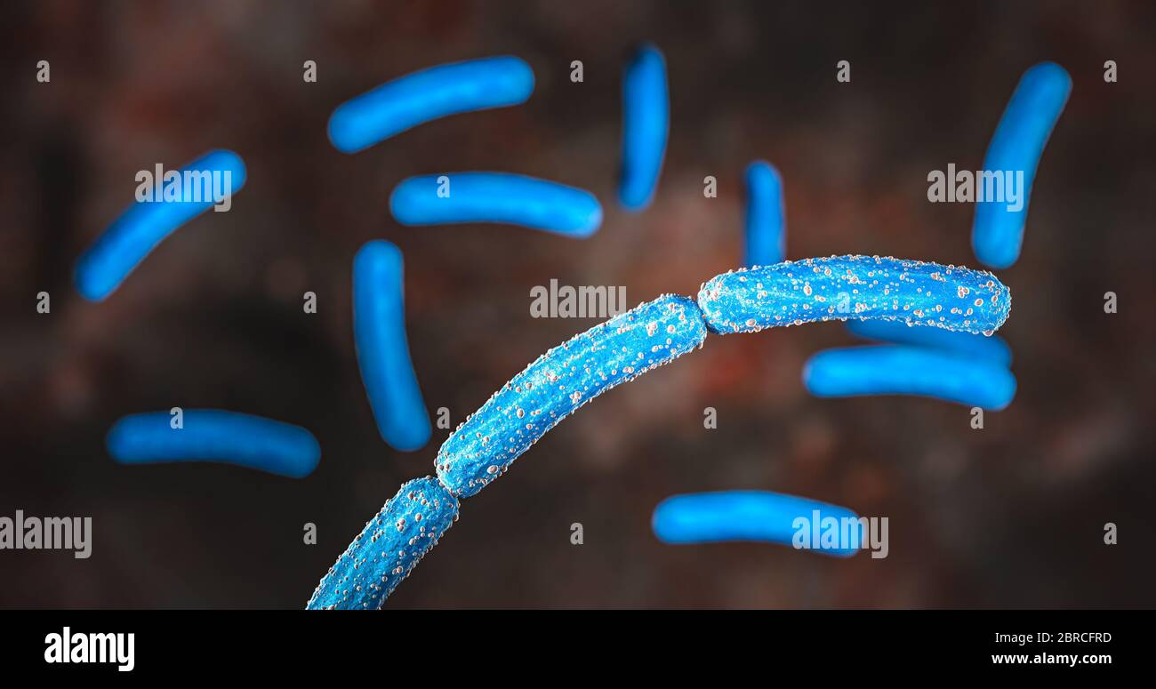 Bacillus bacteria hi-res stock photography and images - Alamy