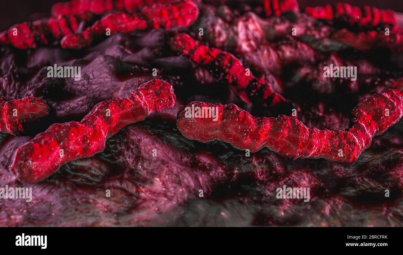 Gram positive bacterium bifidobacterium hi-res stock photography and ...