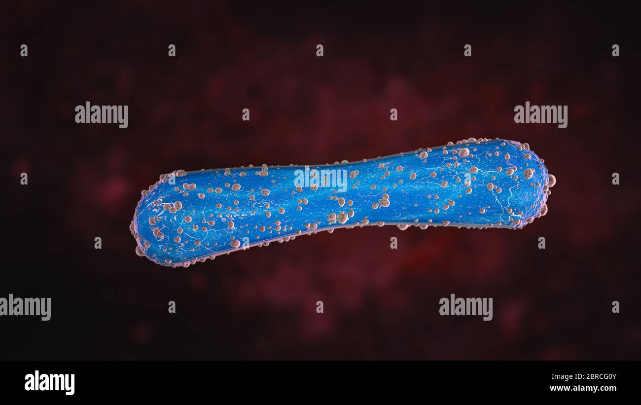 Gram Positive Bacteria High Resolution Stock Photography and Images - Alamy