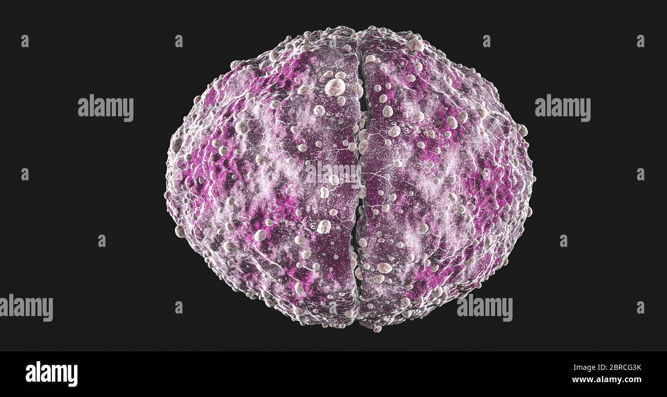 Diplococcus hi-res stock photography and images - Alamy