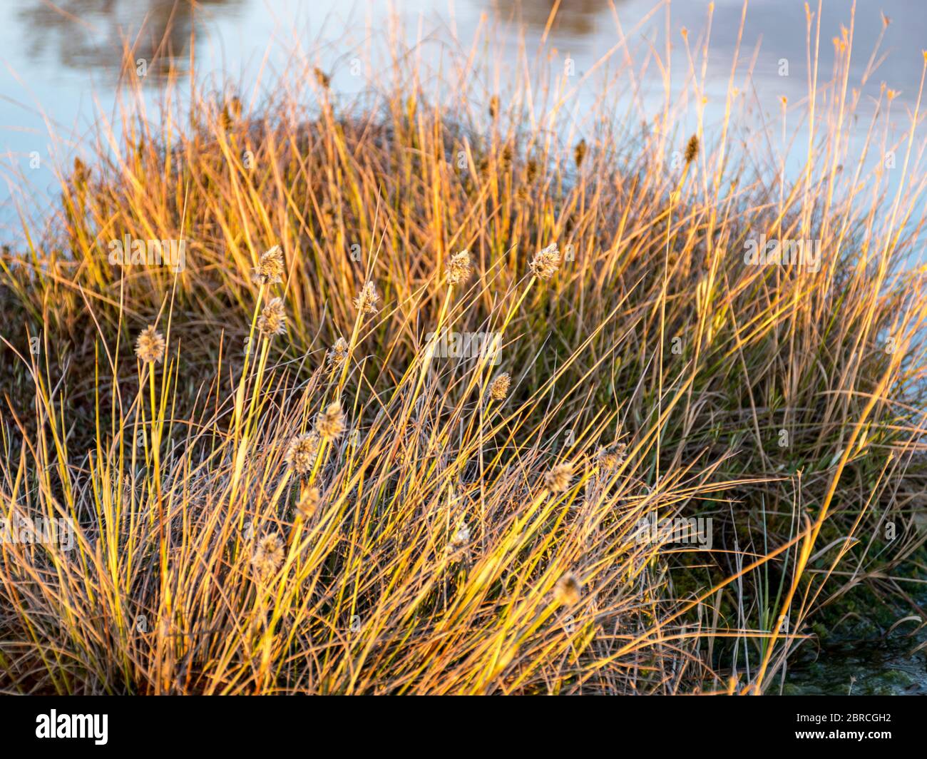 wild swamp image with bog vegetation, background image Madiesenu bog ...