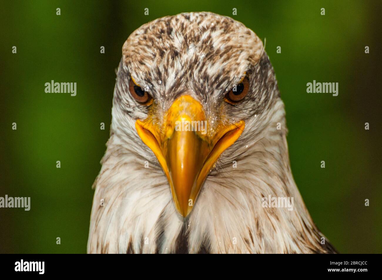Regal head american bald hi-res stock photography and images - Alamy