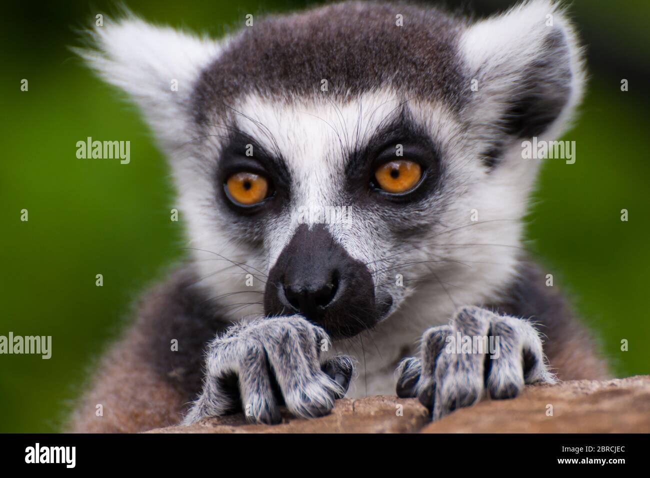 Maki head hi-res stock photography and images - Alamy