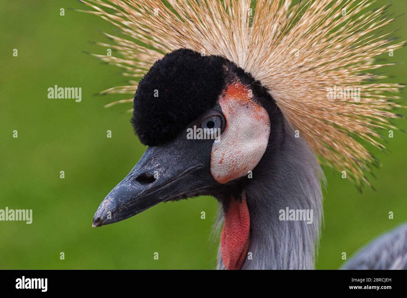 The head of a crowned crane Stock Photo - Alamy