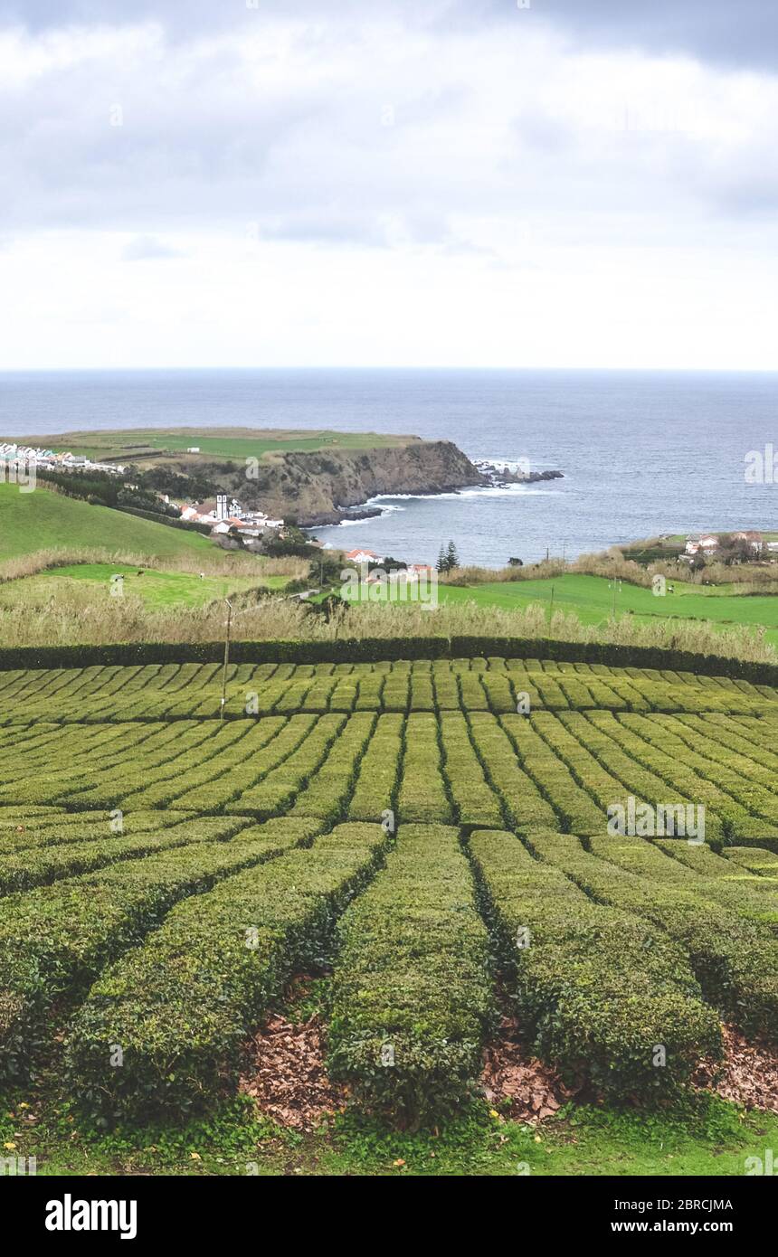 Tea plantations on the hill above the Atlantic ocean in Porto Formoso ...
