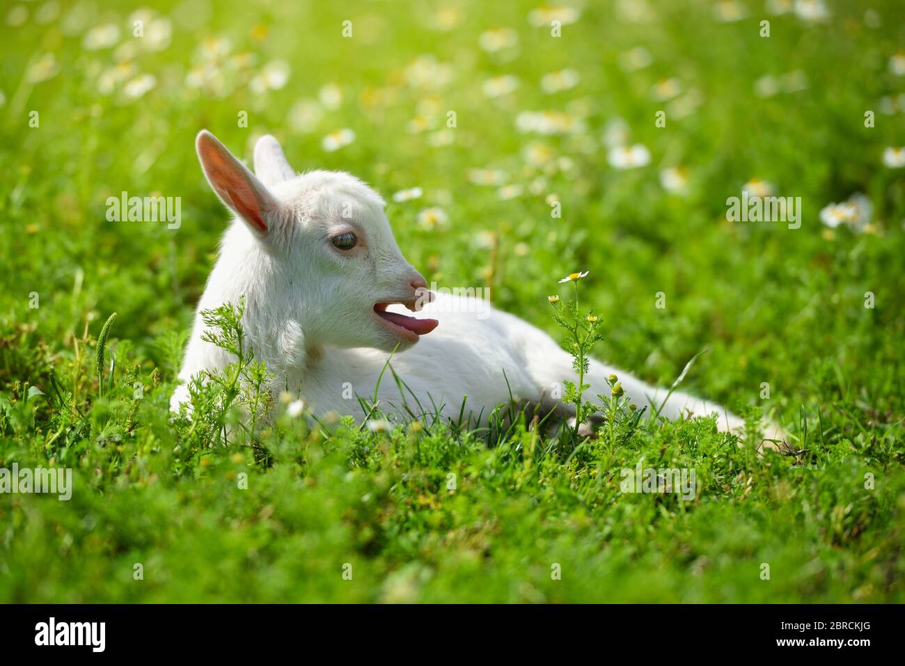 White little goat resting on green grass with daisy flowers on a sunny ...