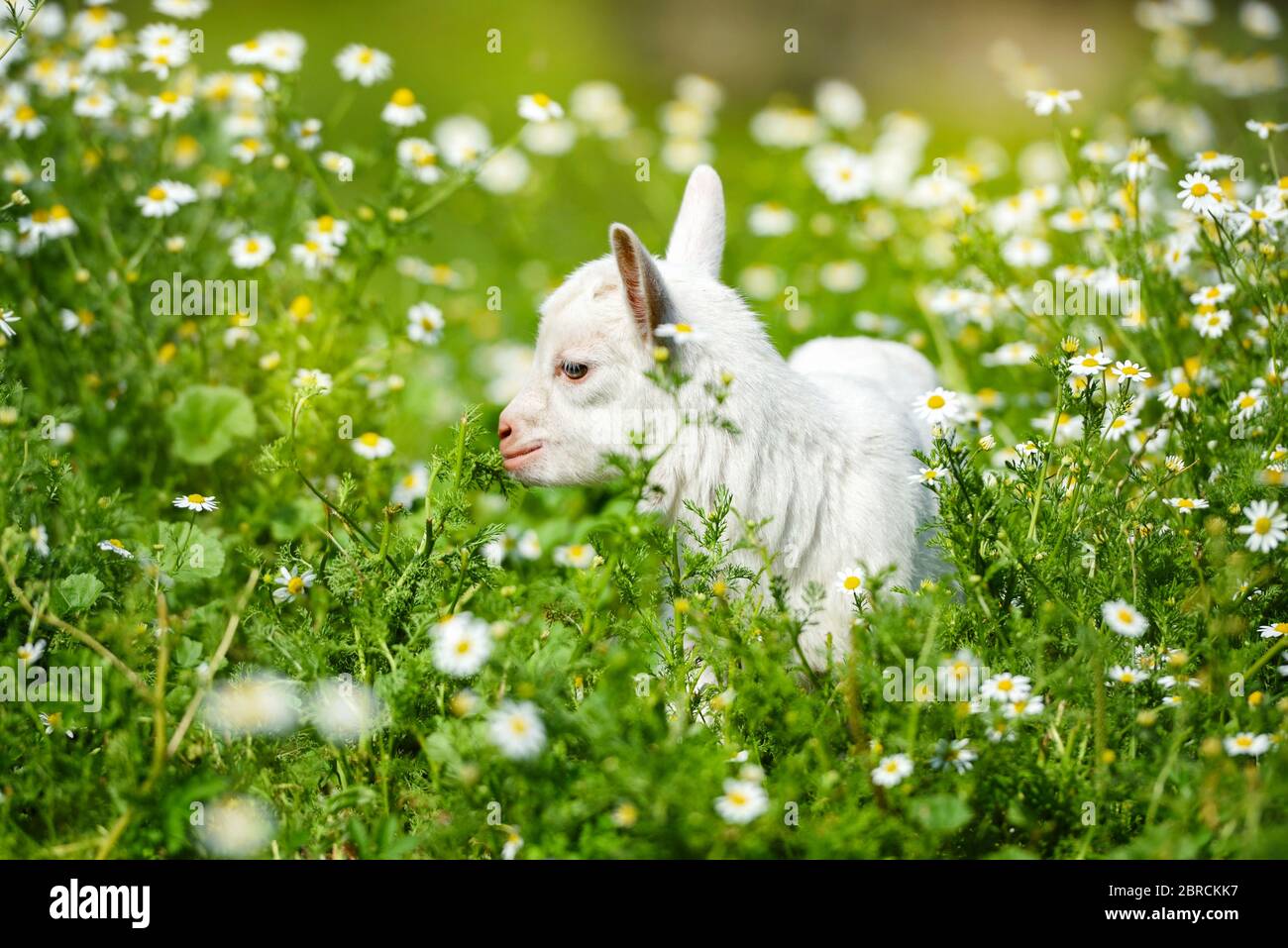 White little goat standing on green grass with daisy flowers on a sunny ...