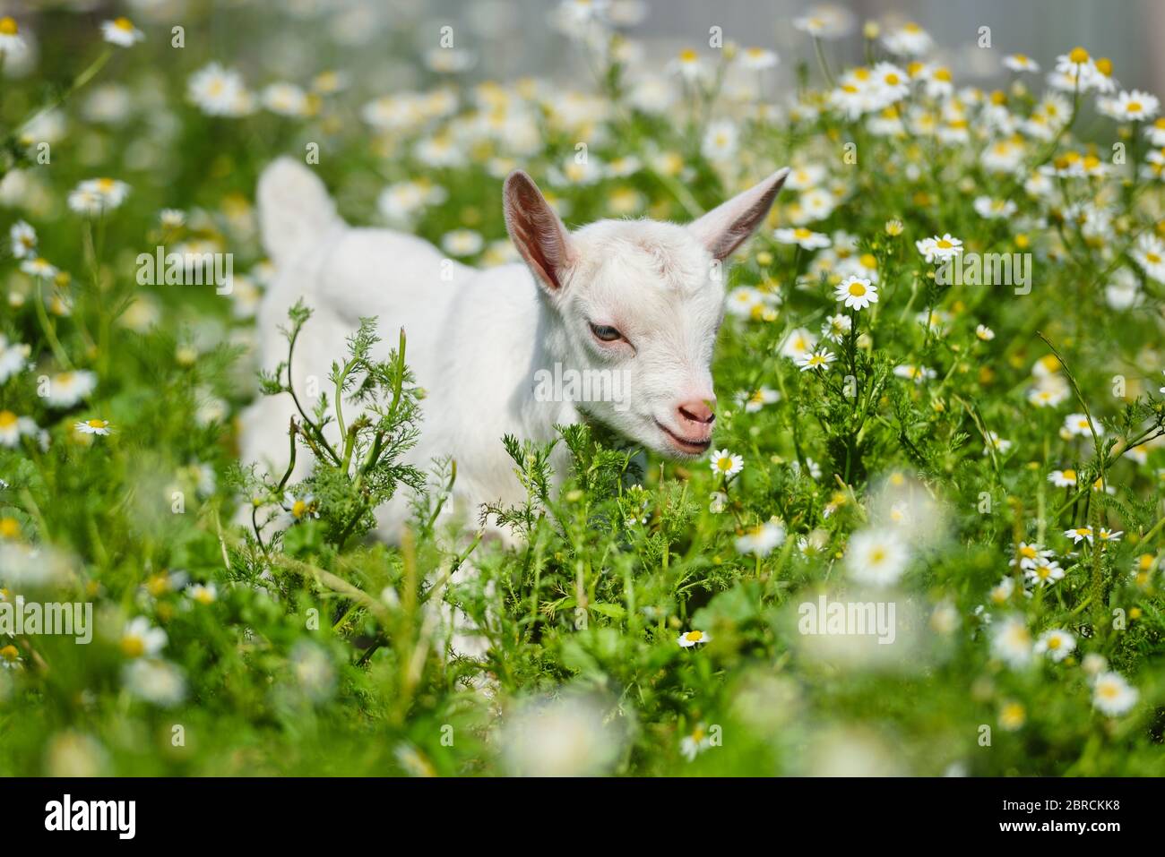 White little goat standing on green grass with daisy flowers on a sunny ...