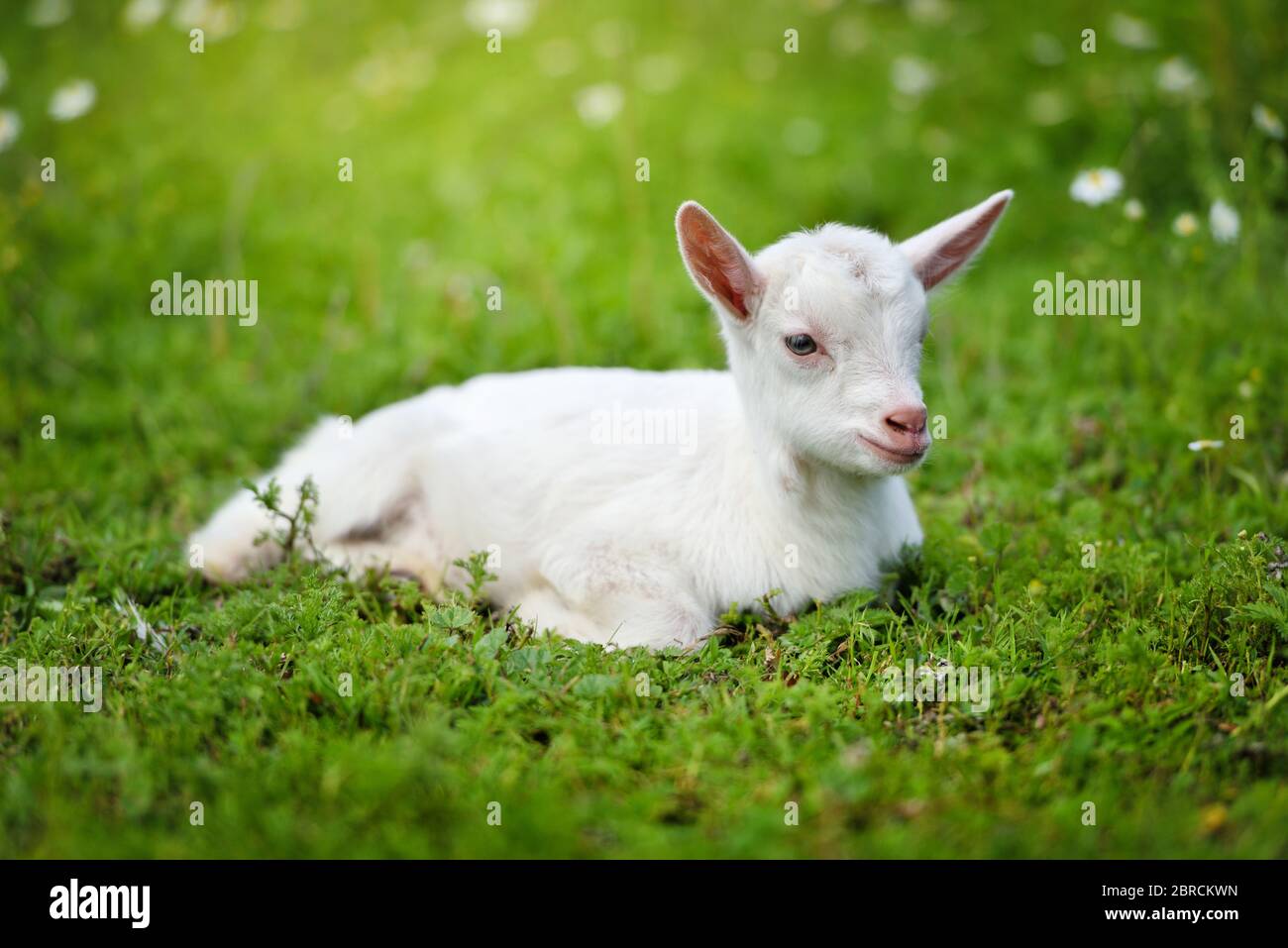 White little goat resting on green grass with daisy flowers on a sunny ...
