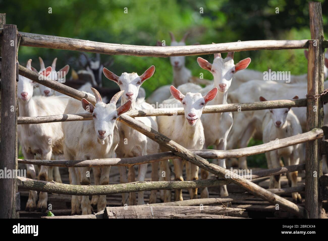 Goat family standing in wooden paddock in the yard Stock Photo - Alamy