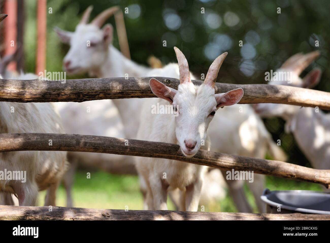 Goat family standing in wooden paddock in the yard Stock Photo - Alamy