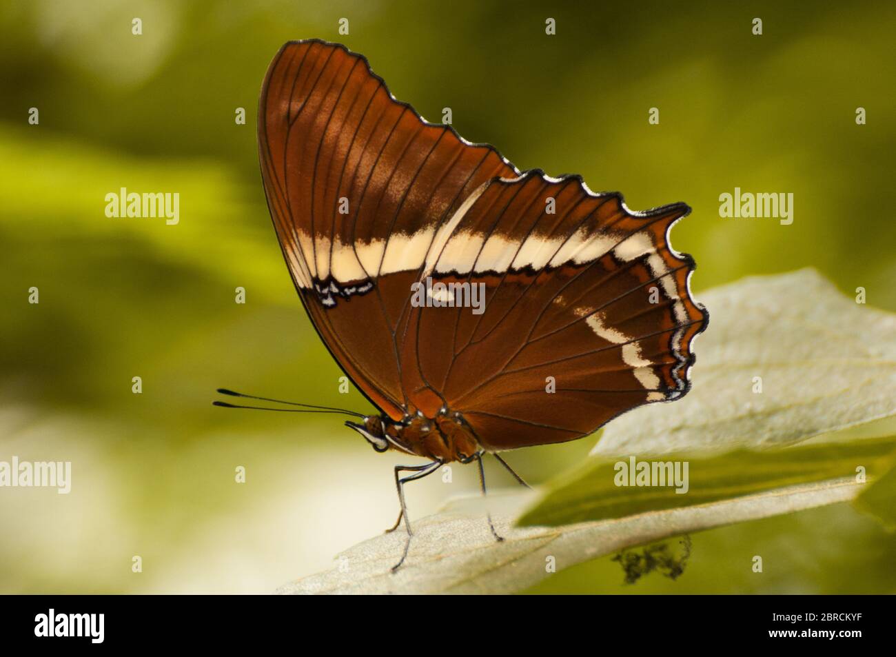 Butterfly line art hi-res stock photography and images - Alamy