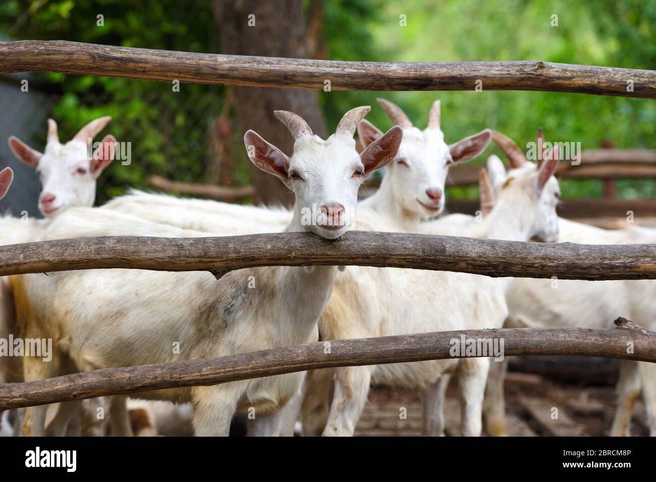 Goat family standing in wooden paddock in the yard Stock Photo - Alamy