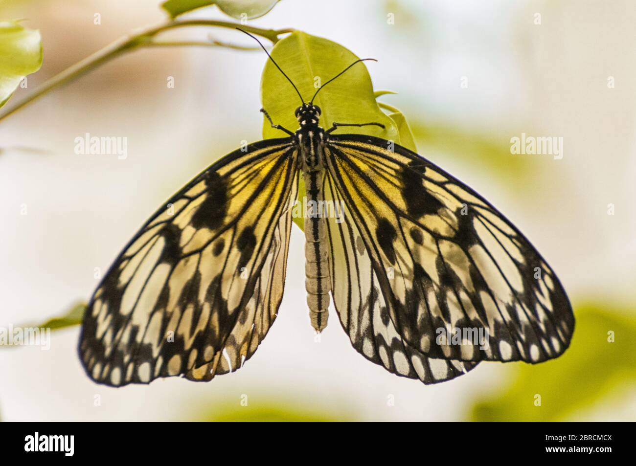White abdomen insect hi-res stock photography and images - Alamy