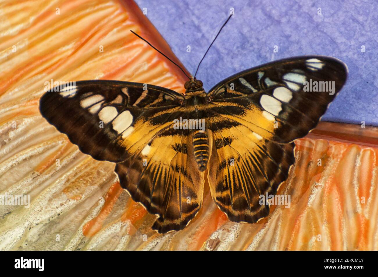 Elegant butterfly leaf line hi-res stock photography and images - Alamy