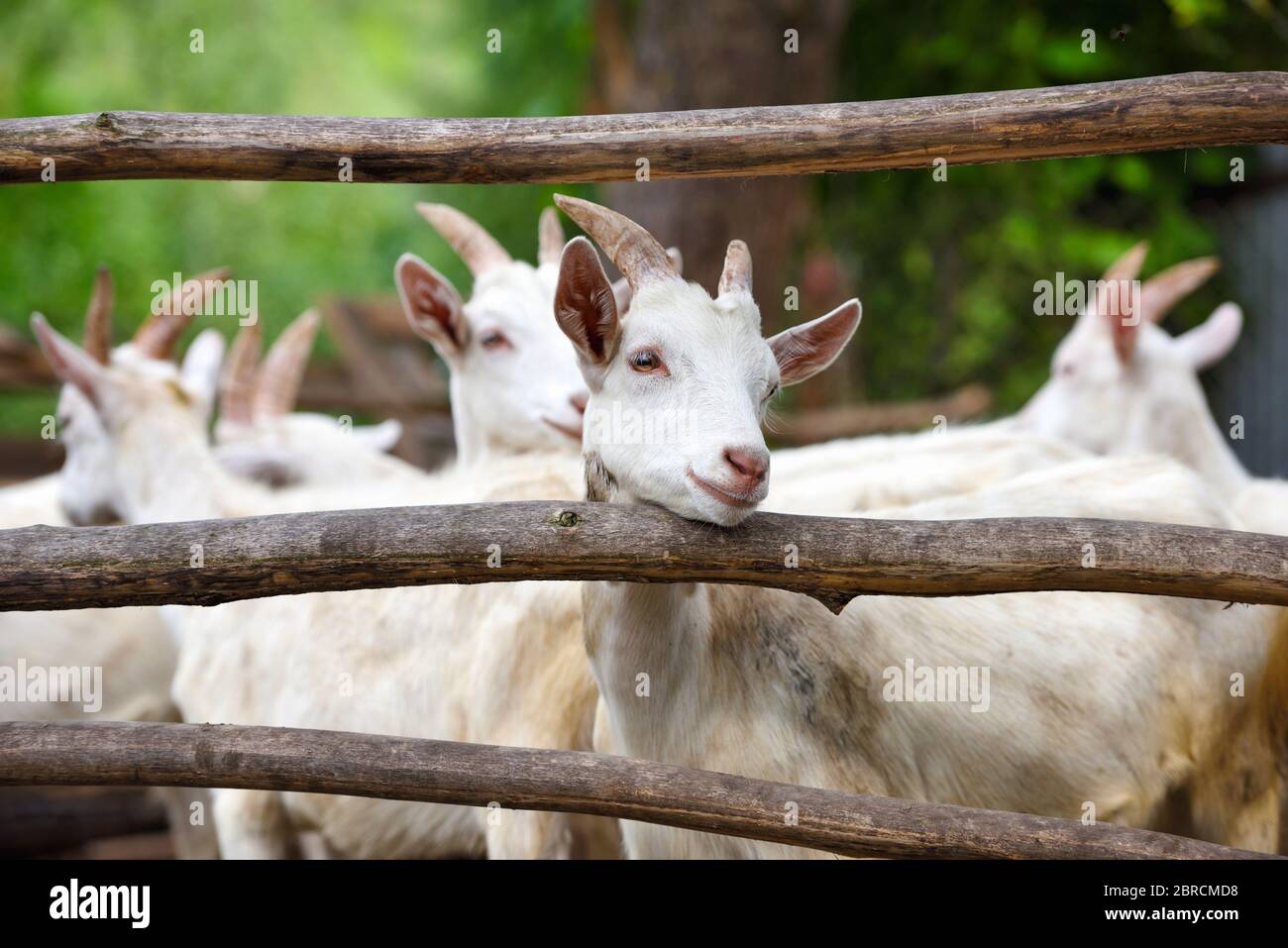Goat family standing in wooden paddock in the yard Stock Photo - Alamy