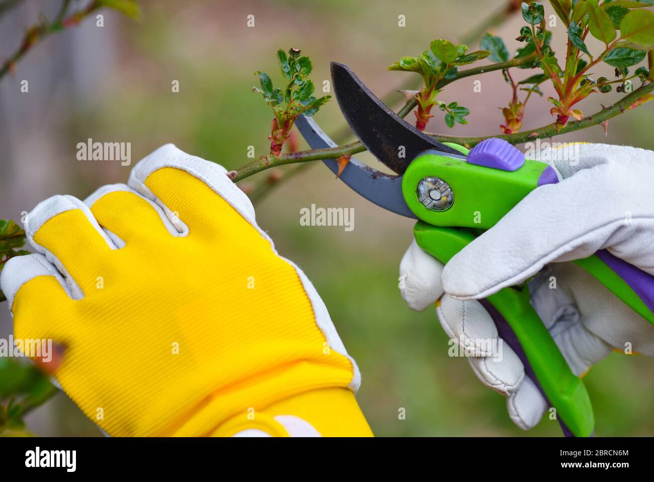 Spring pruning roses in the garden, gardener's hands with secateur ...