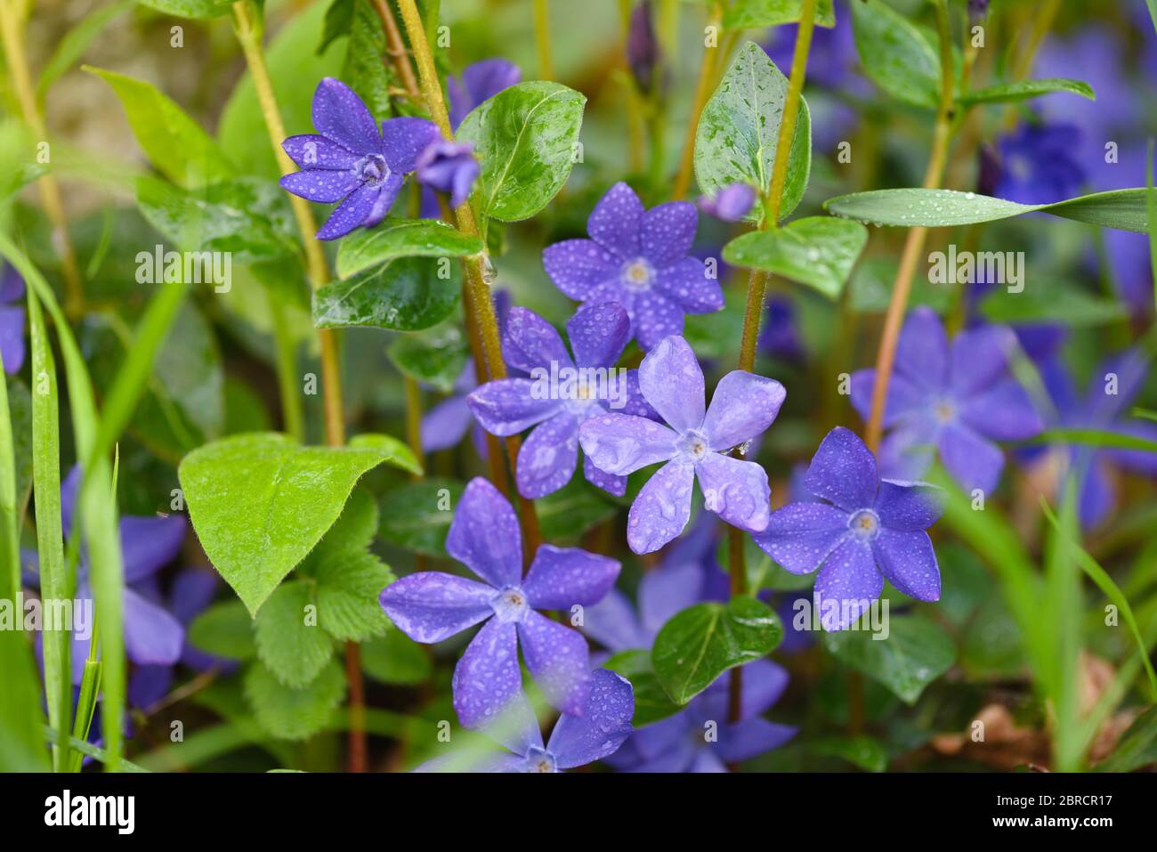 Purple blue flowers of periwinkle (Vinca) with drops after rain Stock ...