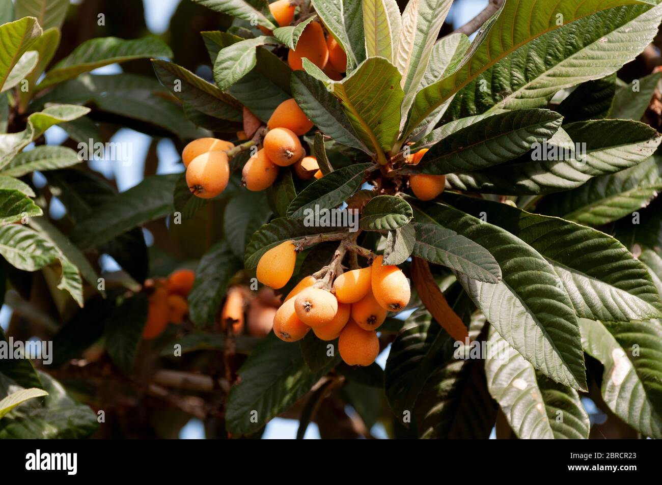 Loquat on the tree ready for harvest Stock Photo - Alamy