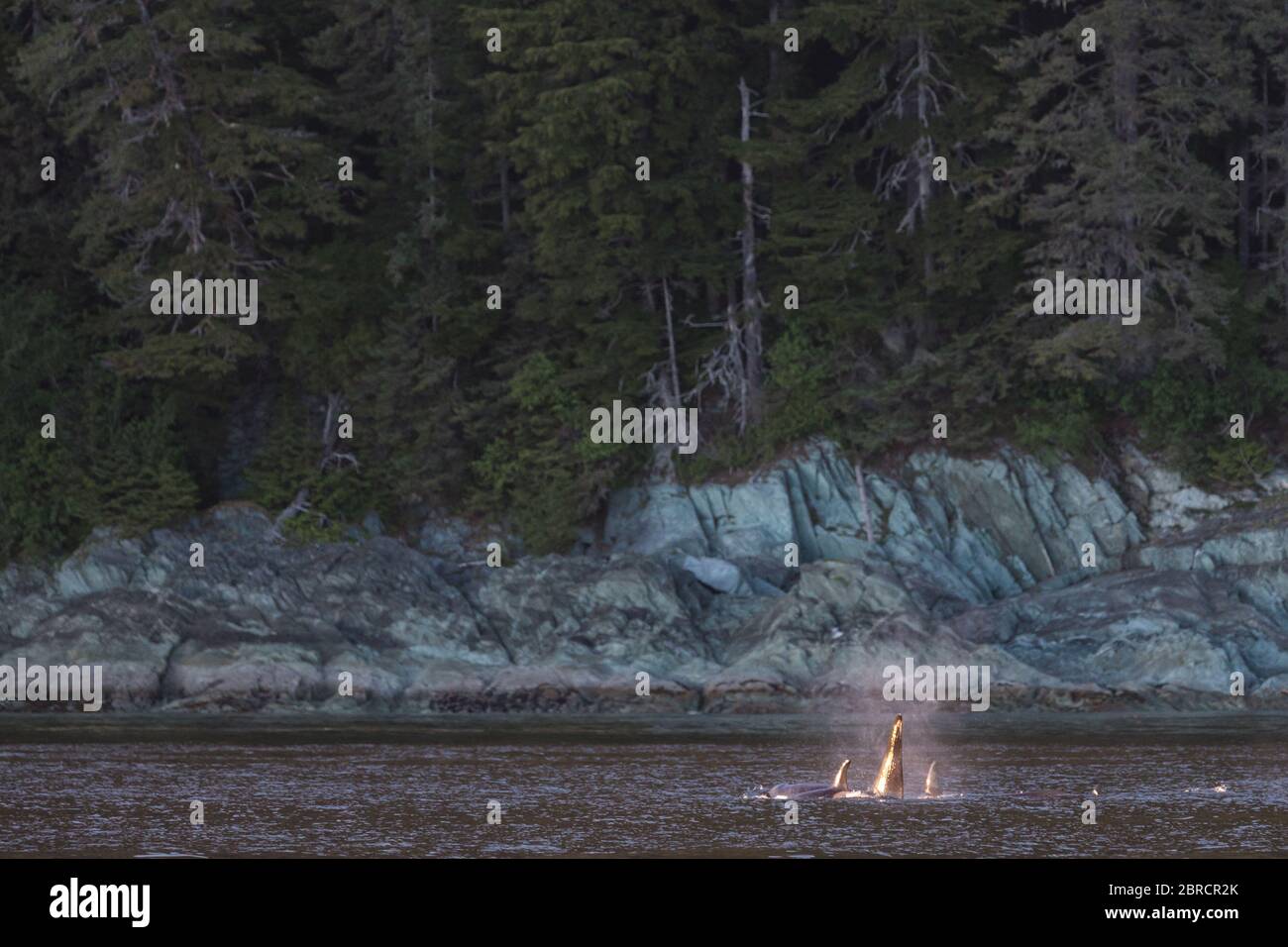 Stephens Passage in Southeast Alaska, USA, is a good place to see ...