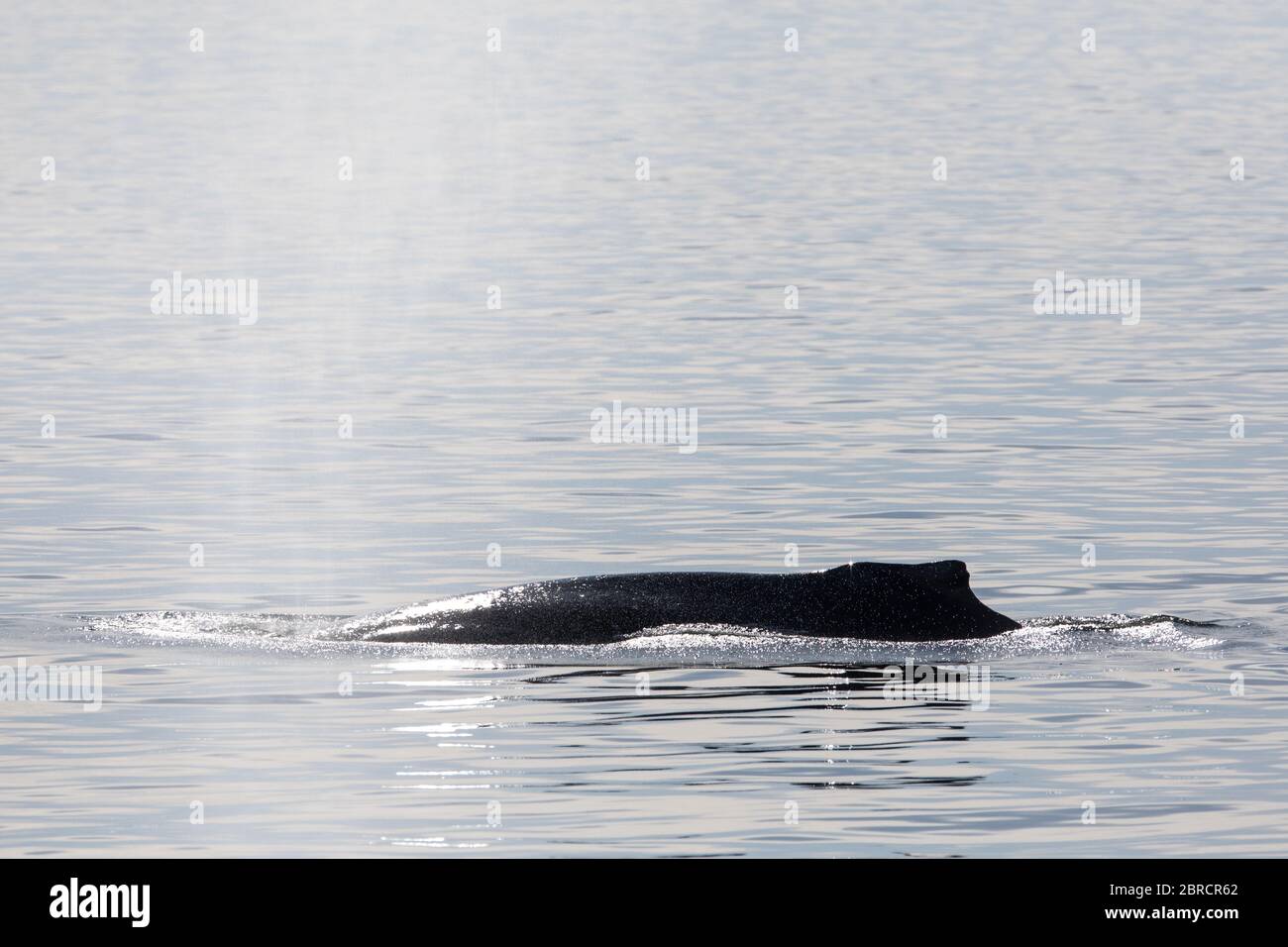 Frederick Sound in the Inside Passage is a popular spot to watch ...