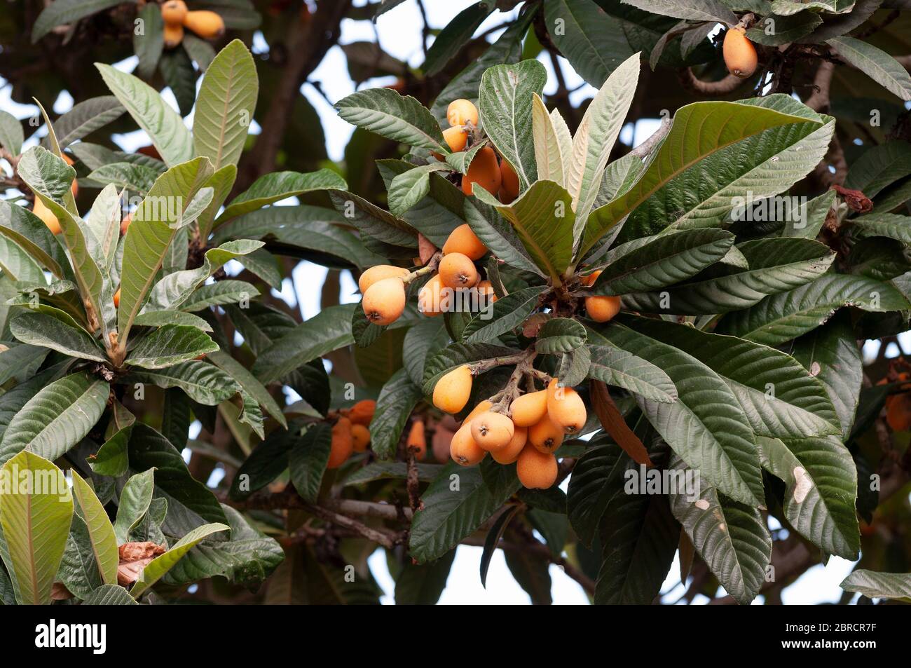 Loquat on the tree ready for harvest Stock Photo - Alamy