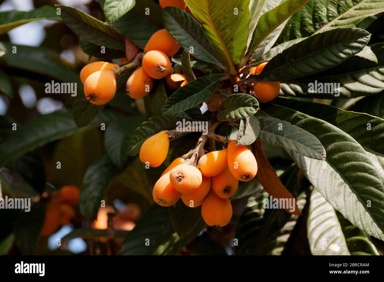 Loquat on the tree ready for harvest Stock Photo - Alamy